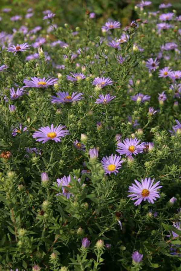 Aromatic Aster | MSD